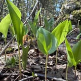 Angleworm Lake Trail, Minnesota - 108 Reviews, Map | AllTrails