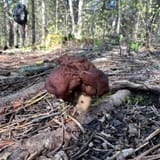 Angleworm Lake Trail, Minnesota - 108 Reviews, Map | AllTrails