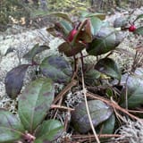 Angleworm Lake Trail, Minnesota - 108 Reviews, Map | AllTrails