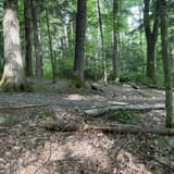 Snake Den Ridge Trail, Tennessee - 83 Reviews, Map | AllTrails
