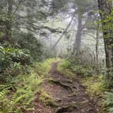 Snake Den Ridge Trail, Tennessee - 83 Reviews, Map | AllTrails
