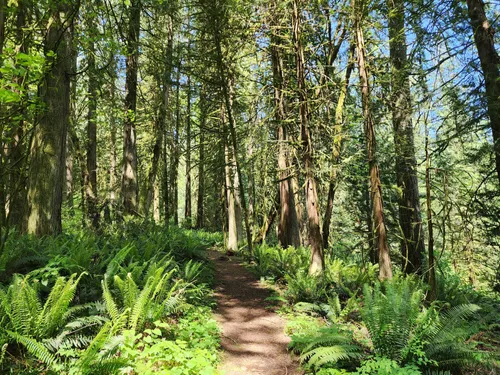 Best Hikes and Trails in Chehalis | AllTrails