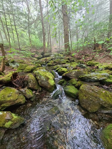 Best Hikes and Trails in Mount Everett State Reservation | AllTrails
