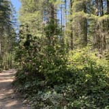 Tahuya River, Connector, and Mission Creek Trails Loop, Washington - 30 ...