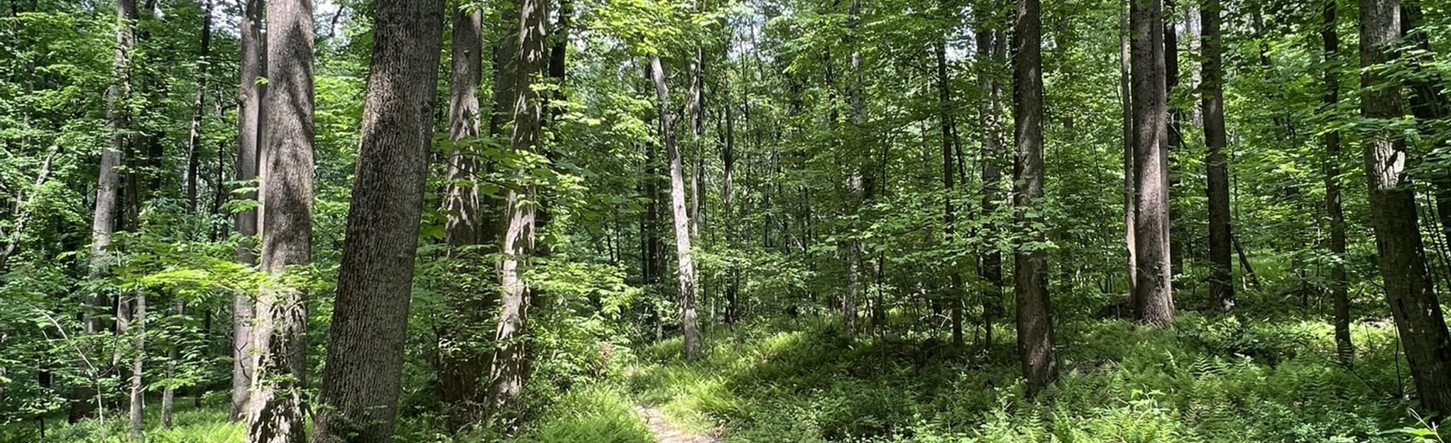 Rocky Ridge 8 and 9a Loop: 71 Reviews, Map - Pennsylvania | AllTrails