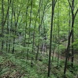Patton Cave via Hayes and Patton Cave Trail, Indiana - 290 Reviews, Map ...