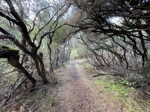 Best Hikes and Trails in Wonthaggi Heathlands Nature Conservation ...