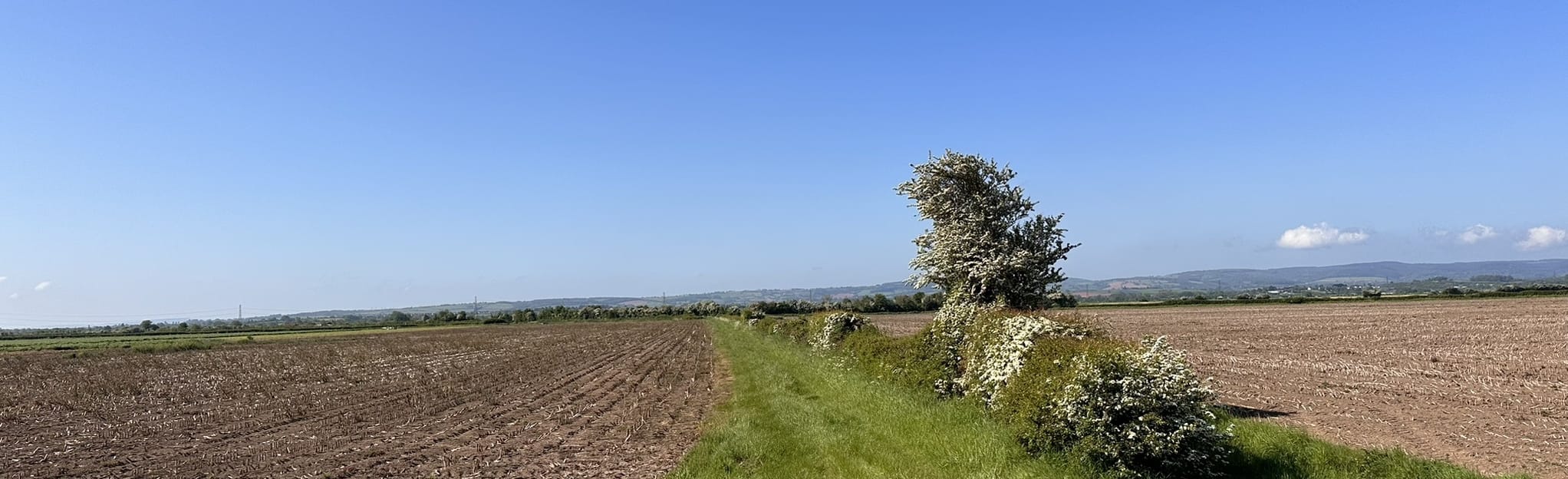 Chilton Trinity and River Parrett Circular: 6 Reviews, Map - Somerset ...