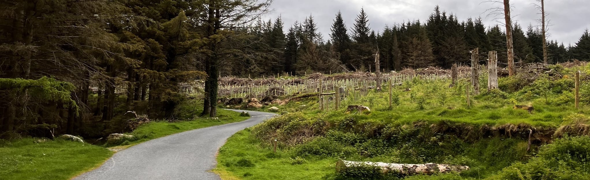 Kilmashogue, Fairy Castle, and Ticknock Loop: 43 Reviews, Map - Dún ...