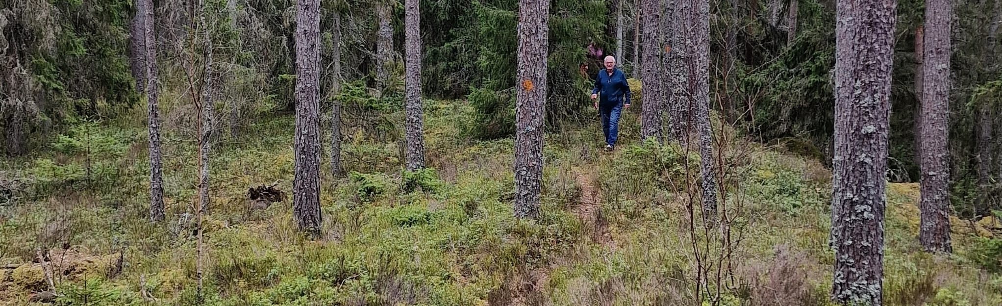 Ravinen (1,4 km), Kronoberg, Sweden - Map, Guide | AllTrails