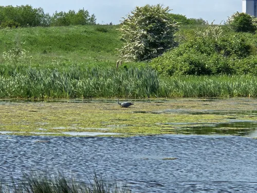 Best Hikes and Trails in Saltholme Wildlife Reserve and Discovery Park ...