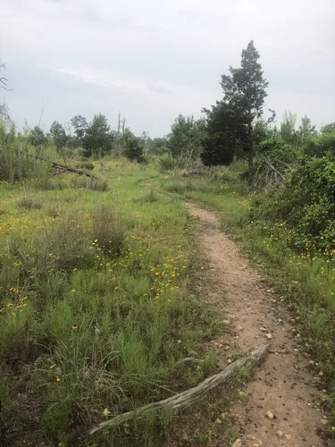 Best Hikes and Trails in Buescher State Park | AllTrails