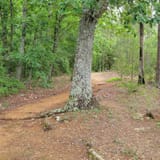 Forty Acre Rock Trail, South Carolina - 498 Reviews, Map | AllTrails