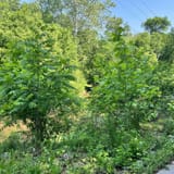 Cub Run Stream Valley Trail, Virginia - 397 Reviews, Map | AllTrails