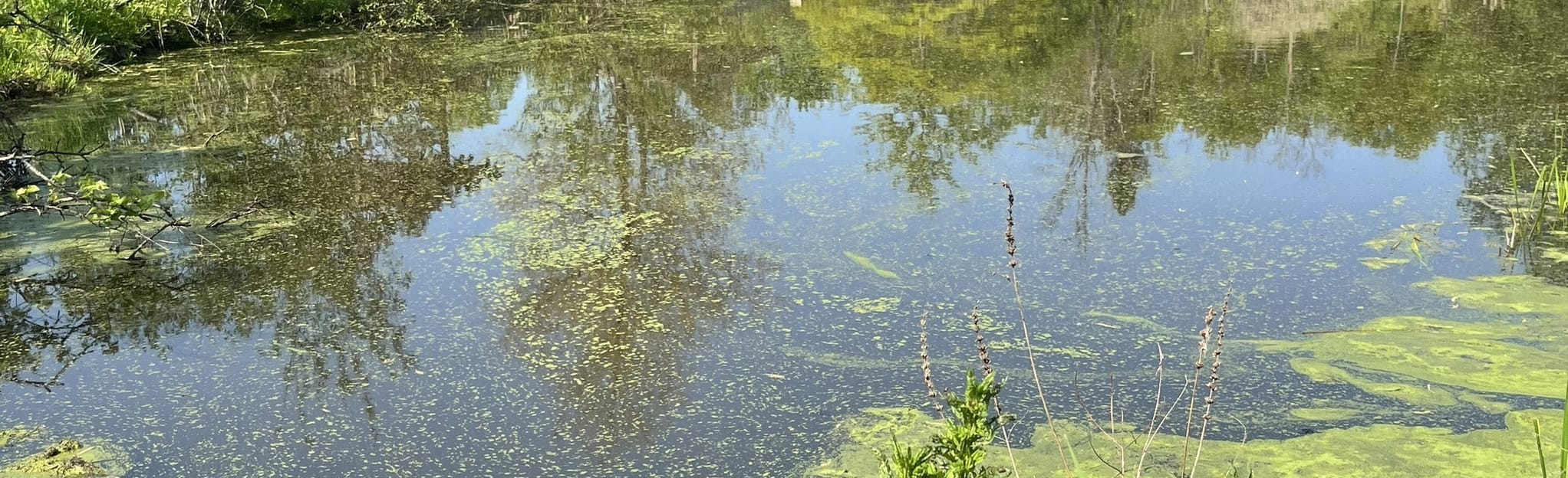 Heartland Forest Trail, Ontario, Canada - 88 Reviews, Map | AllTrails