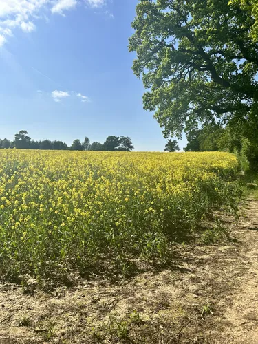 Best Hikes and Trails in Redbourn Common | AllTrails