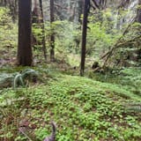 Santiam Wagon Road to House Rock, Oregon - 408 Reviews, Map | AllTrails