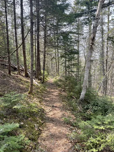 Best Hikes and Trails in Mapleton Acadian Forest Nature Preserve ...