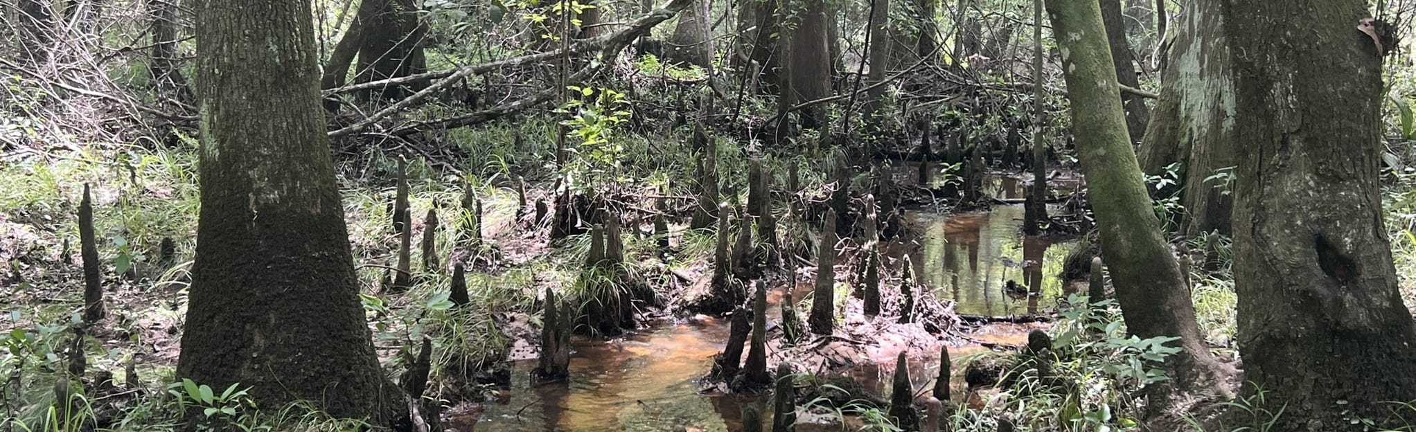 Beaver Slide Trail: 35 Reviews, Map - Texas | AllTrails