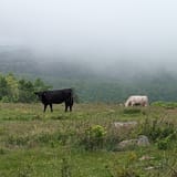 Black Ridge Trail, Virginia - 563 Reviews, Map | AllTrails