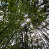 Colyer Lake Loop, Pennsylvania - 633 Reviews, Map | AllTrails