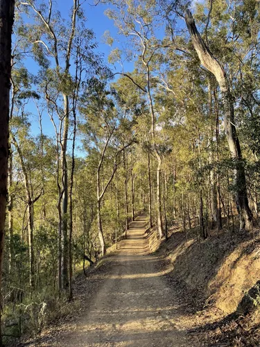 10 Best Hikes and Trails in Mount Coot-tha Reserve | AllTrails