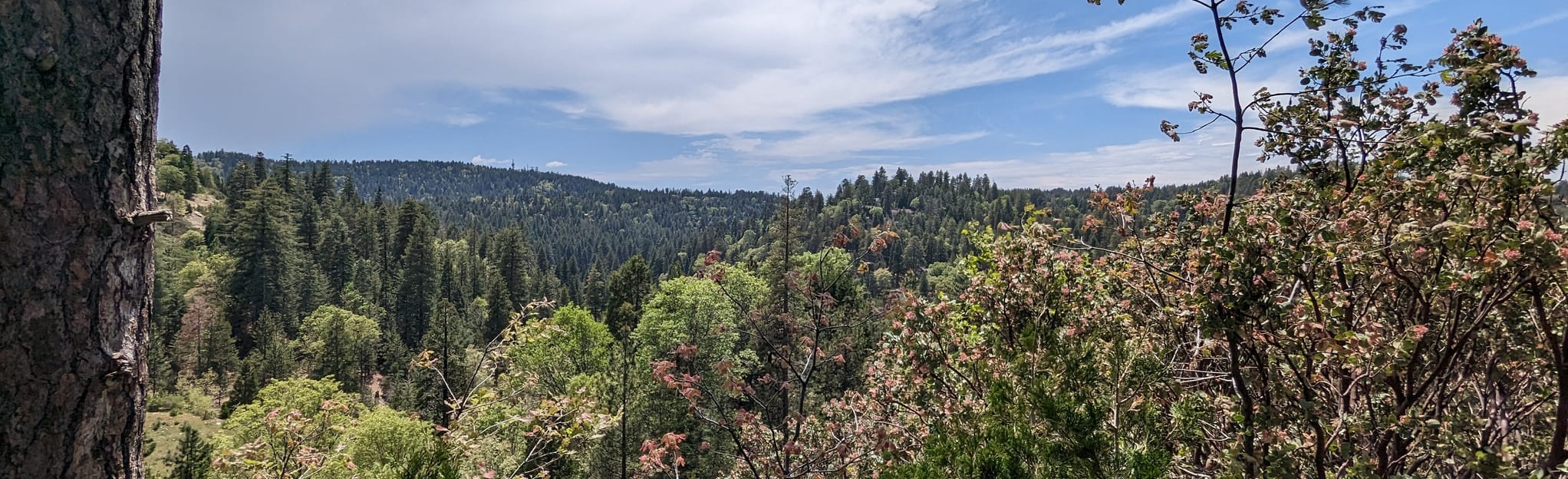 Will Abell Memorial Trail, California - 2,480 Reviews, Map | AllTrails