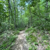 South Toe River Loop Trail, North Carolina - 431 Reviews, Map | AllTrails