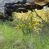 Canyon and Pony Gate Loop, California - 572 Reviews, Map | AllTrails