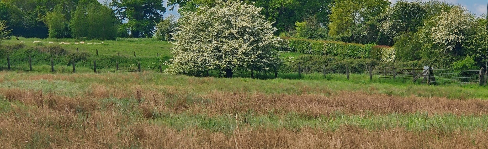 Wymondham and River Tiffey, Norfolk, England - 3 Reviews, Map | AllTrails