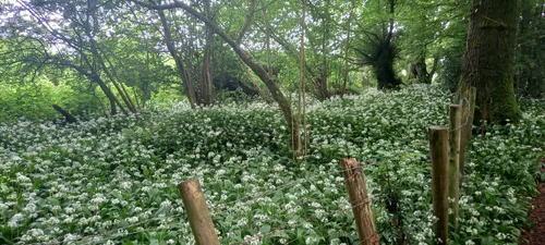 2023 Best Forest Trails in Rathangan | AllTrails