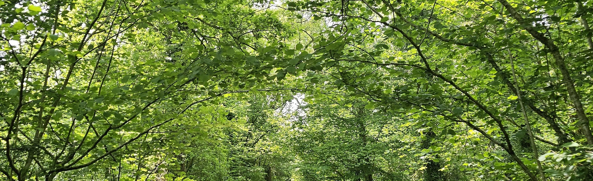Llanishen Station to Heath Halt Station: 4 Reviews, Map - Cardiff ...