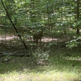 Gold Mine Loop Trail, Maryland - 1,000 Reviews, Map | AllTrails