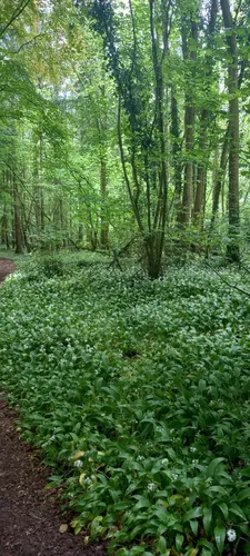 2023 Best Forest Trails in Rathangan | AllTrails