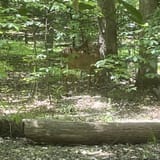 Gold Mine Loop Trail, Maryland - 1,000 Reviews, Map | AllTrails