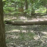 Gold Mine Loop Trail, Maryland - 1,000 Reviews, Map | AllTrails