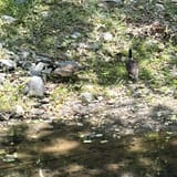 Gold Mine Loop Trail, Maryland - 859 Reviews, Map | AllTrails