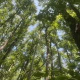 Gold Mine Loop Trail, Maryland - 1,000 Reviews, Map | AllTrails