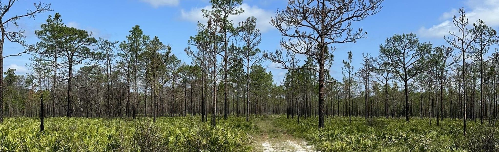 Starkey Park Extended Loop, Florida - 662 Reviews, Map | AllTrails