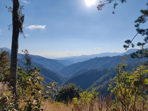 Los 10 mejores senderos por bosque en Oaxaca | AllTrails