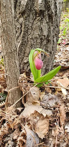 Best Hikes and Trails in Port Sheldon Natural Area | AllTrails