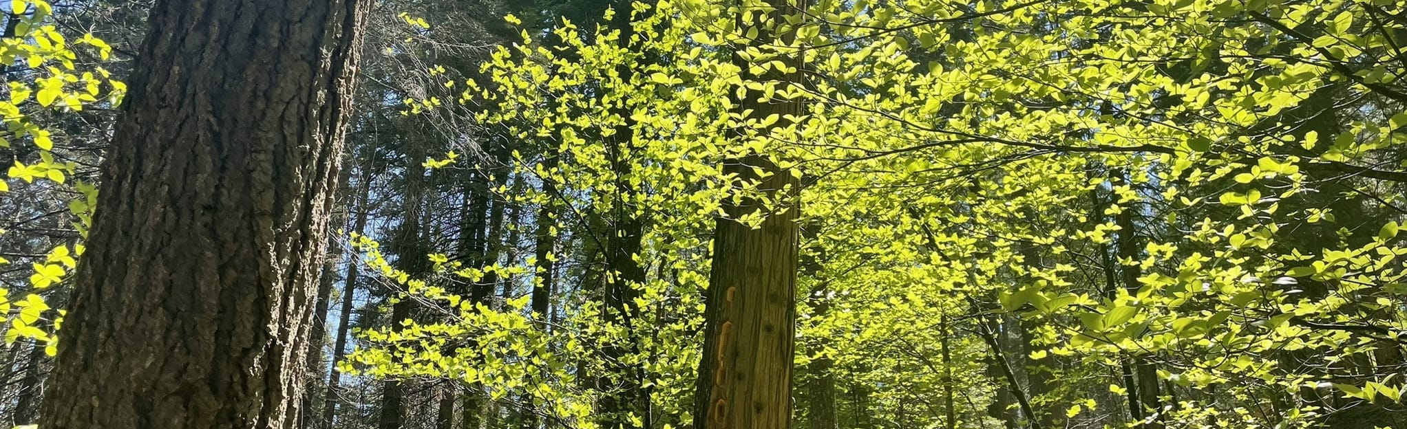 River Canyon Trail: 240 Reviews, Map - California | AllTrails