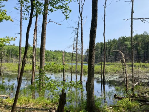 2023 Best Forest Trails in Boxford State Forest | AllTrails