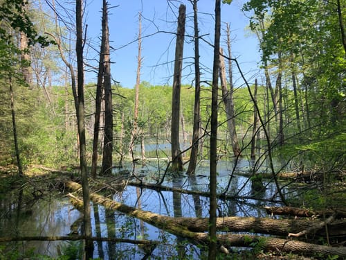 2023 Best Forest Trails in Boxford State Forest | AllTrails