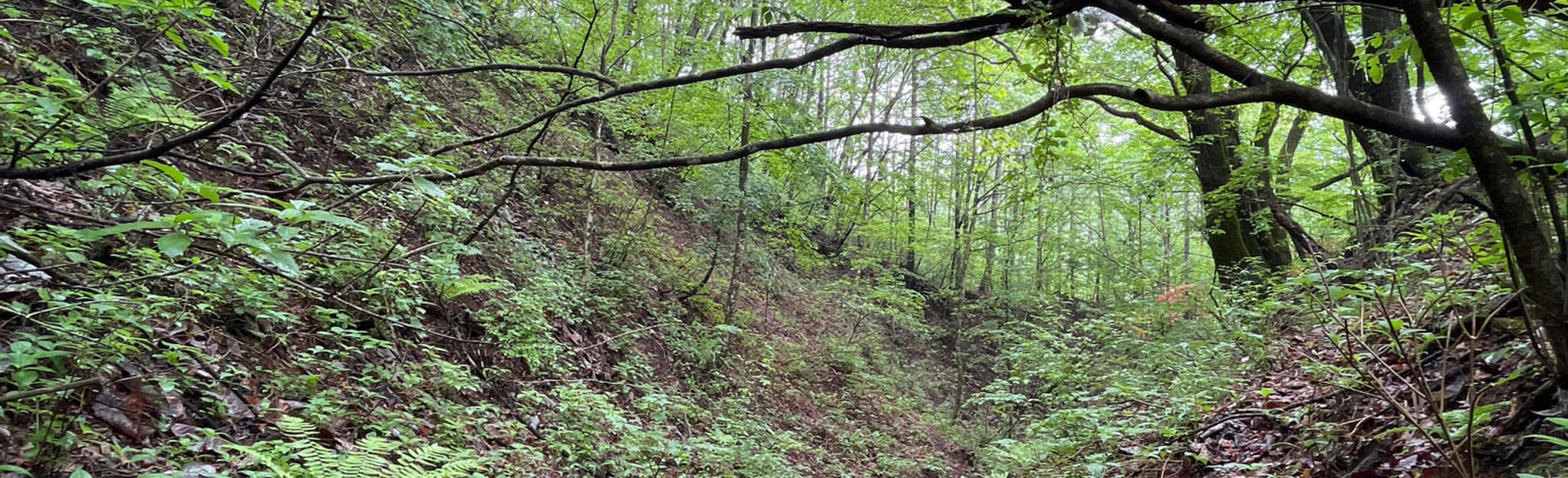 Old Nakasendo - Miharedai: 1 Reviews, Map - Gunma, Japan | AllTrails