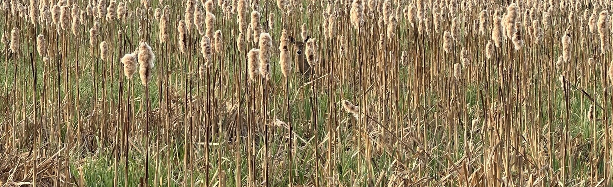 Huff and Puff Park Loop: 67 Reviews, Map - Washington | AllTrails