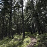 Easton Ridge Trail, Washington - 374 Reviews, Map | AllTrails