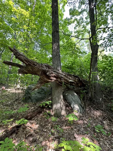 Best Hikes and Trails in Perkins Farm Conservation Area | AllTrails