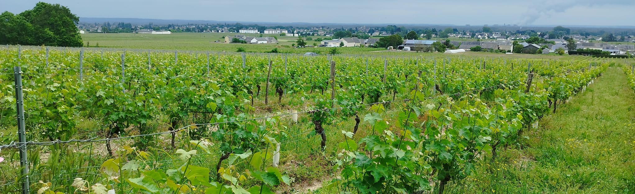 Le Petit Buton - Courléon - Les Loges : 5 Photos - Indre-et-Loire ...