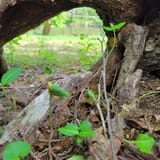 Silver Mine Trail, Missouri - 254 Reviews, Map | AllTrails